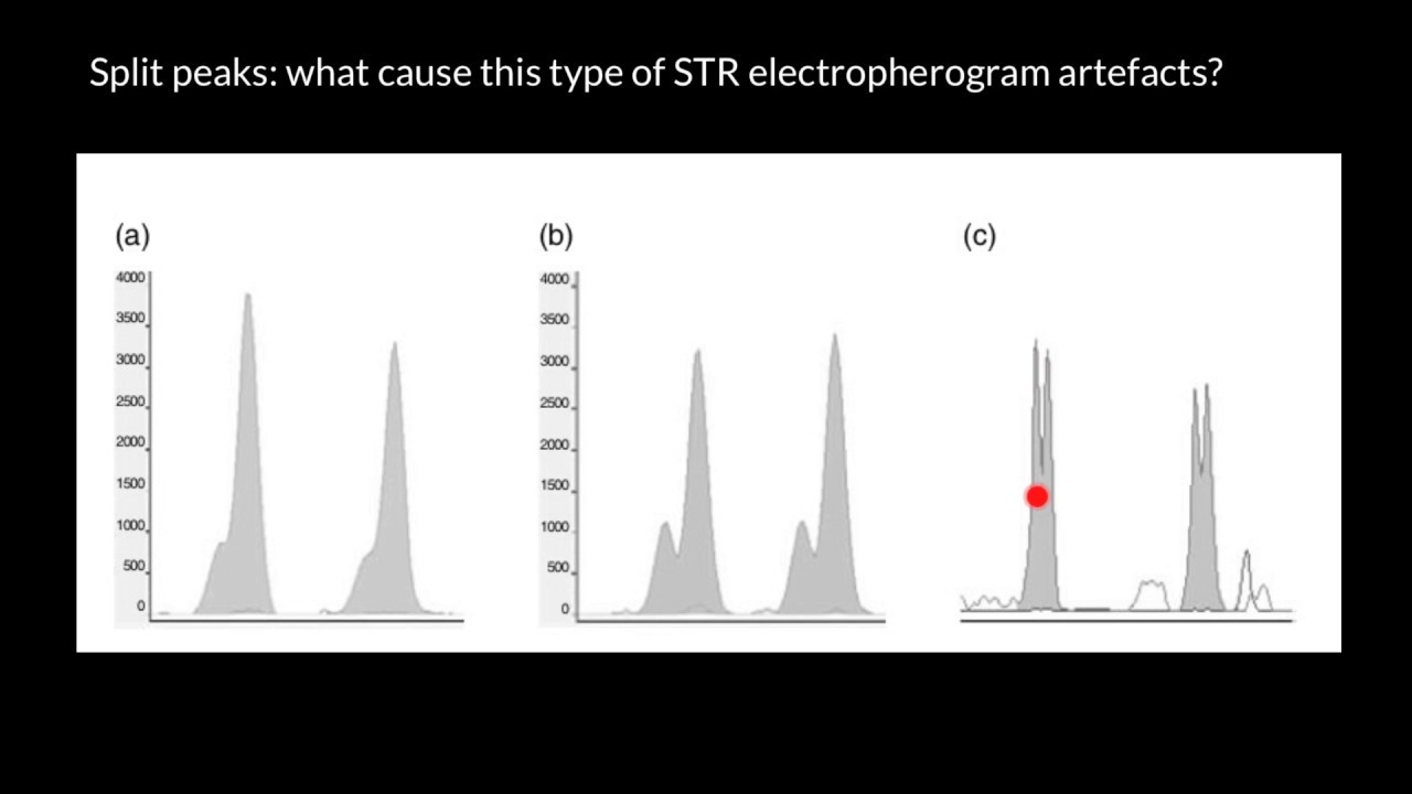 Split peaks - what cause this type of electropherogram artefacts? - YouTube