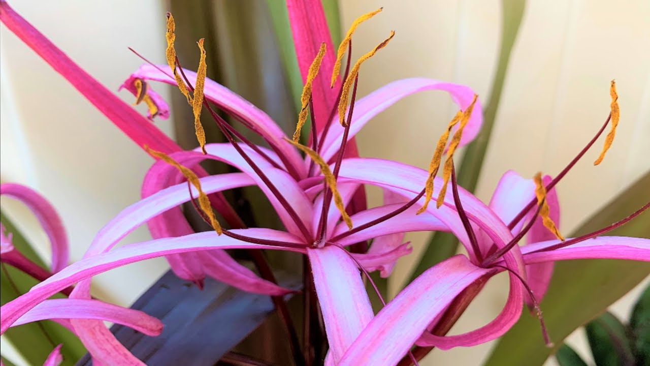 Queen Emma Crinum Lily Blooming in Florida KEISELA Kourtyard 🌱 🌸 - YouTube