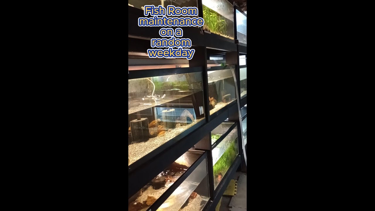 Fish room maintenance on an average weekday. - YouTube