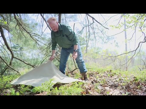 When Do Ticks Emerge In Parks