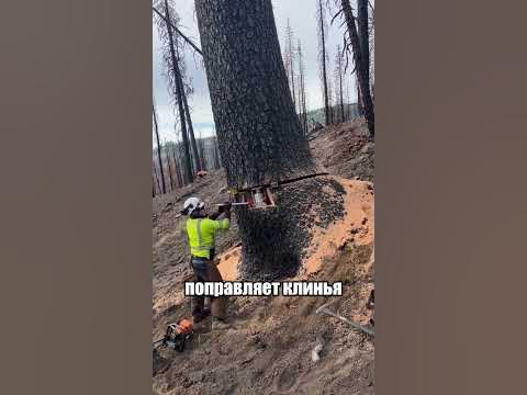 Валит гигантское дерево - YouTube