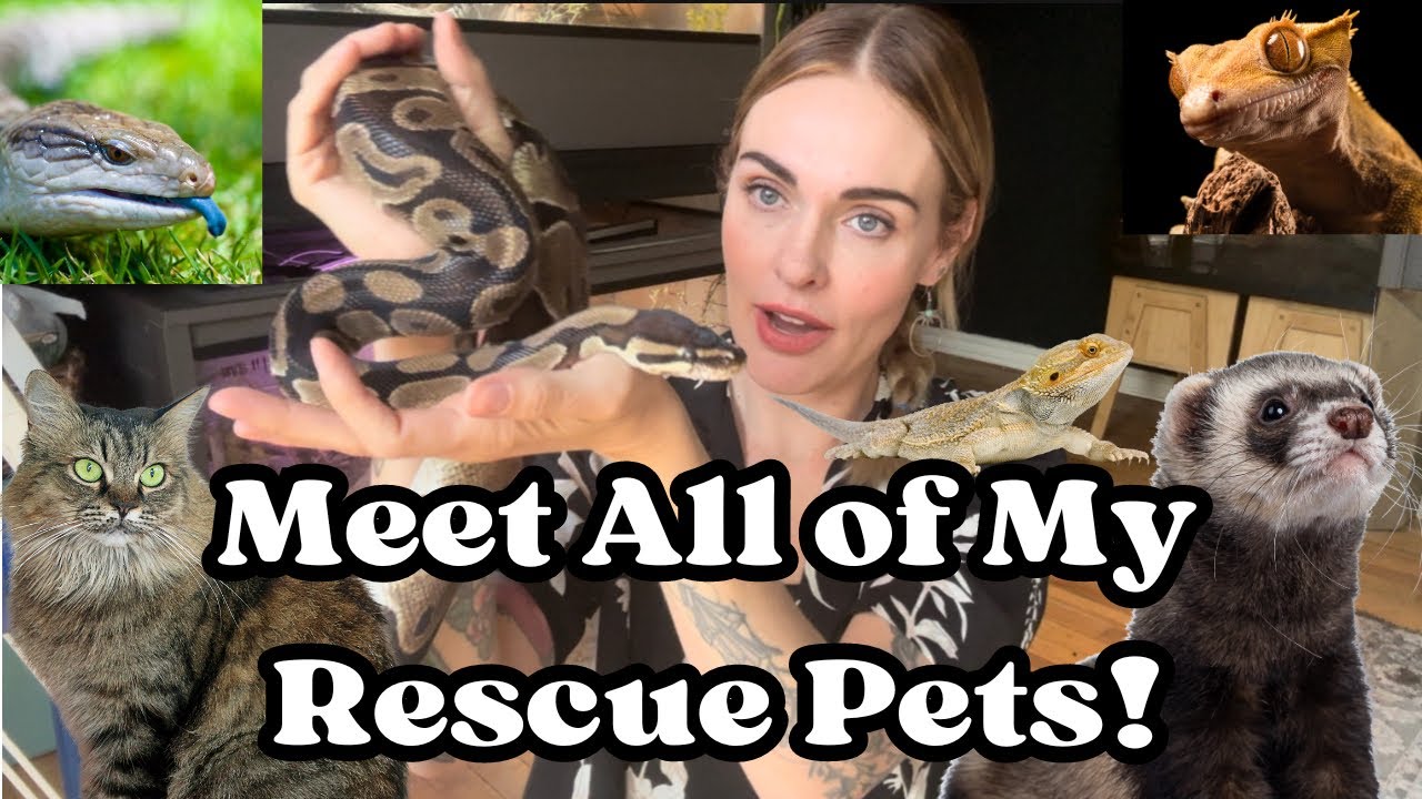 Meet All of my Rescue Pets - YouTube