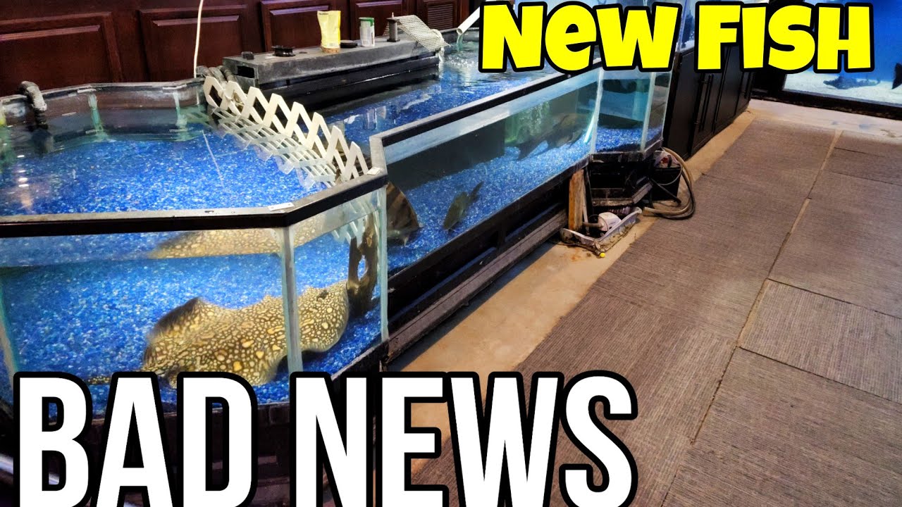 Sad Loss at Ohio Fish Rescue with some Exciting New Fish!! - YouTube