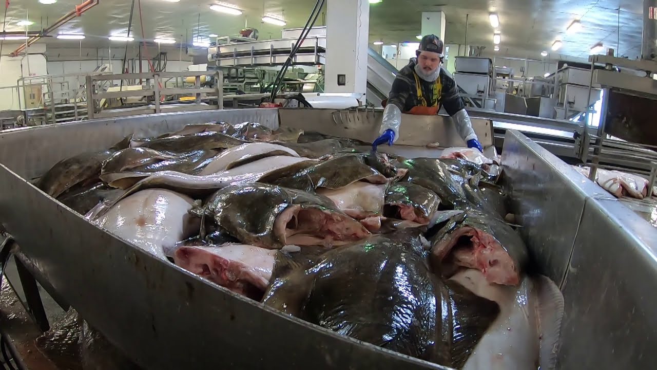 Fishing & Adak's Future - YouTube