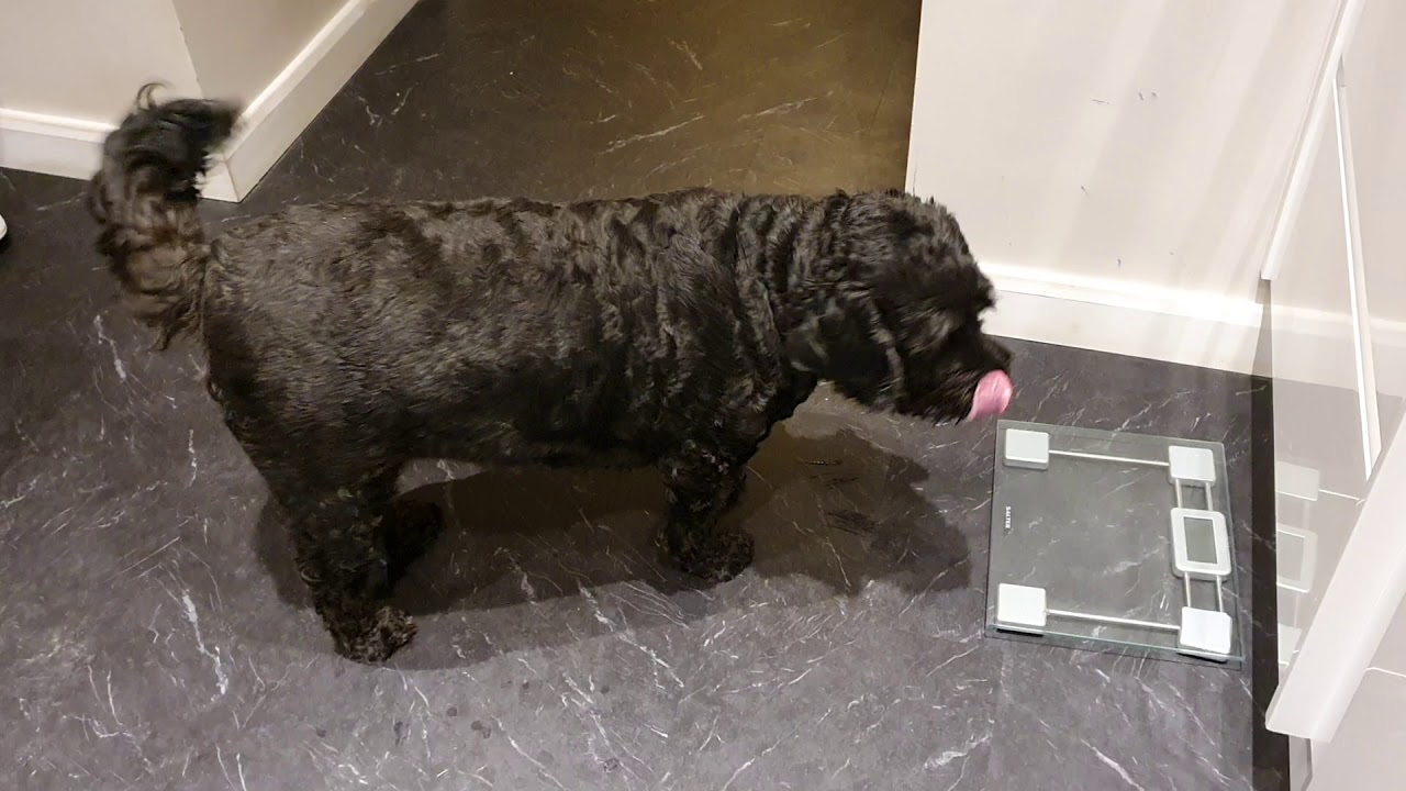 Fat dog upset with scales after being weighed. Hilarious - YouTube