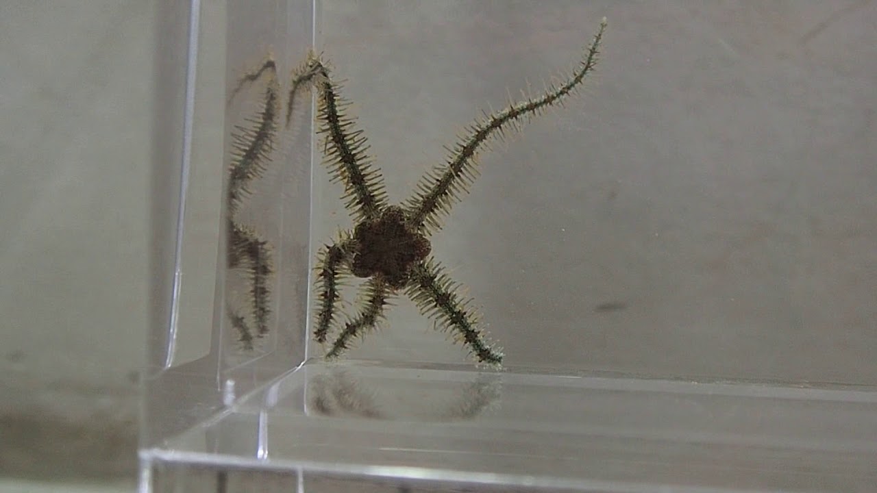 ナガトゲクモヒトデ Ophiothrix (Ophiothrix) exigua - YouTube