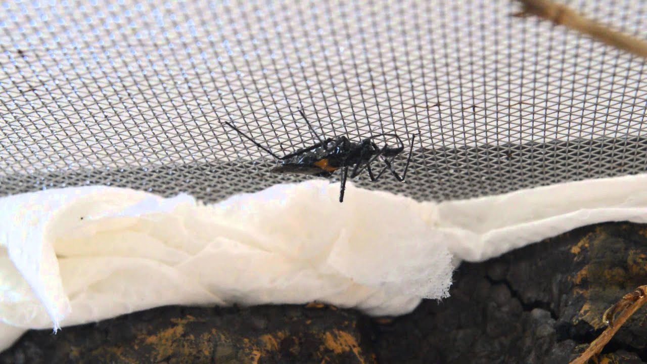 Sycanus Sp. -Assassin Bug - YouTube
