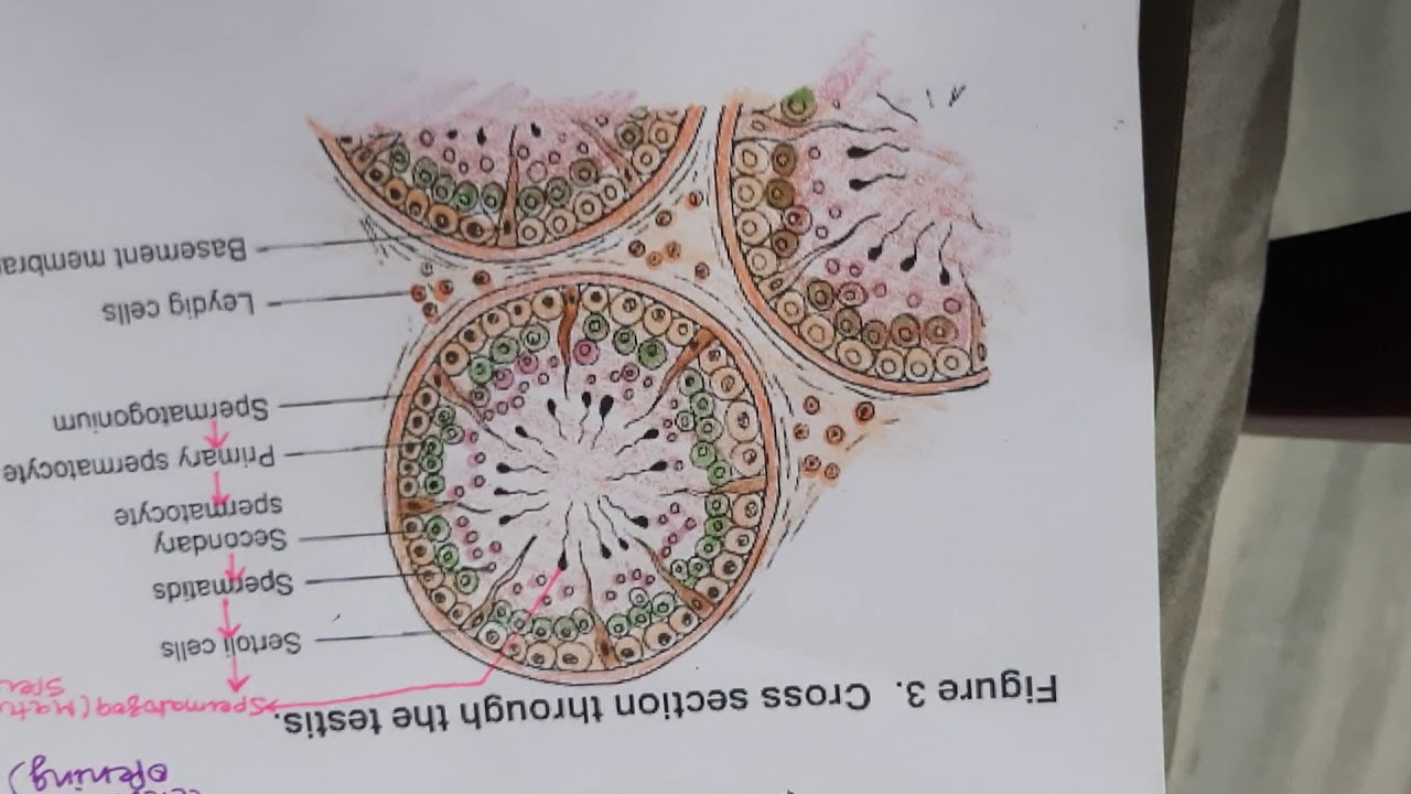 To study permanent slides of T.S. of Mammalian testis and Ovary - YouTube