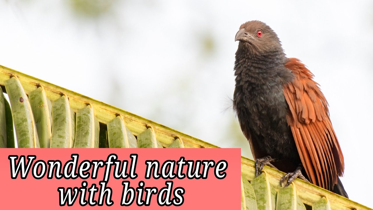 Greater coucal with diffarance little birds most beautiful activities ...