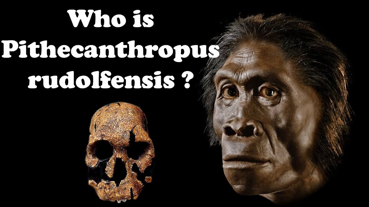 Who is Pithecanthropus rudolfensis ? - YouTube