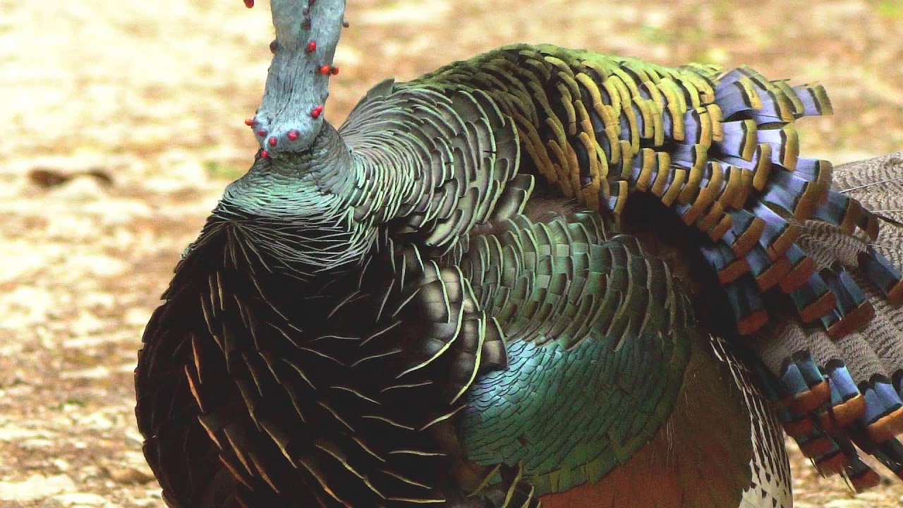 12 11 Ocellated Turkey - YouTube