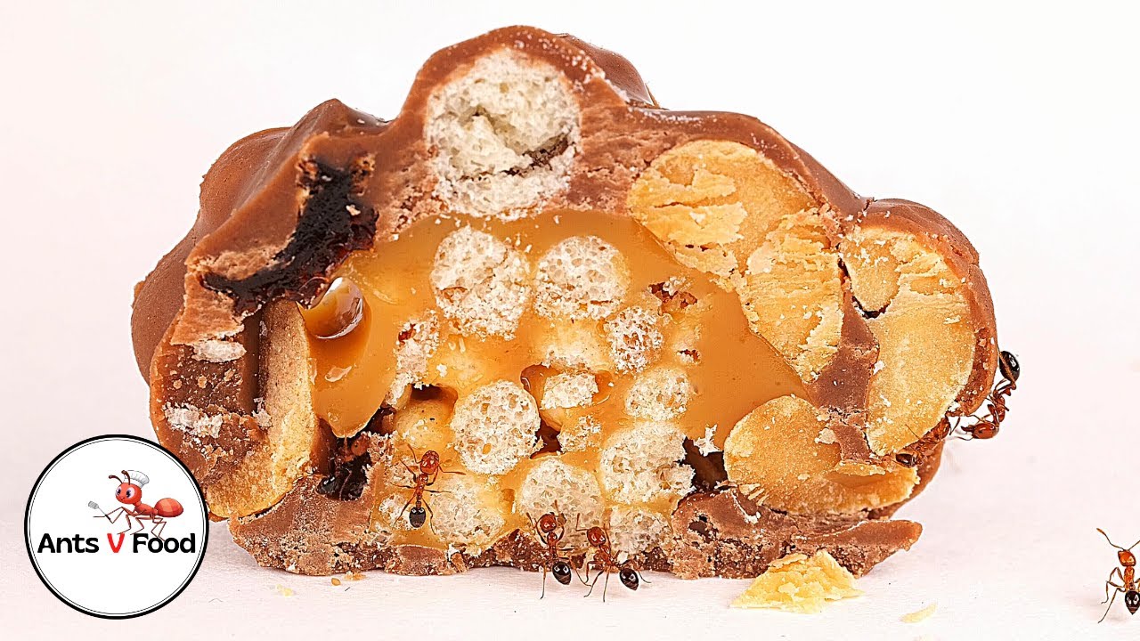 Ants Eating Picnic Ant Watching Time Lapse Extended Edition - YouTube