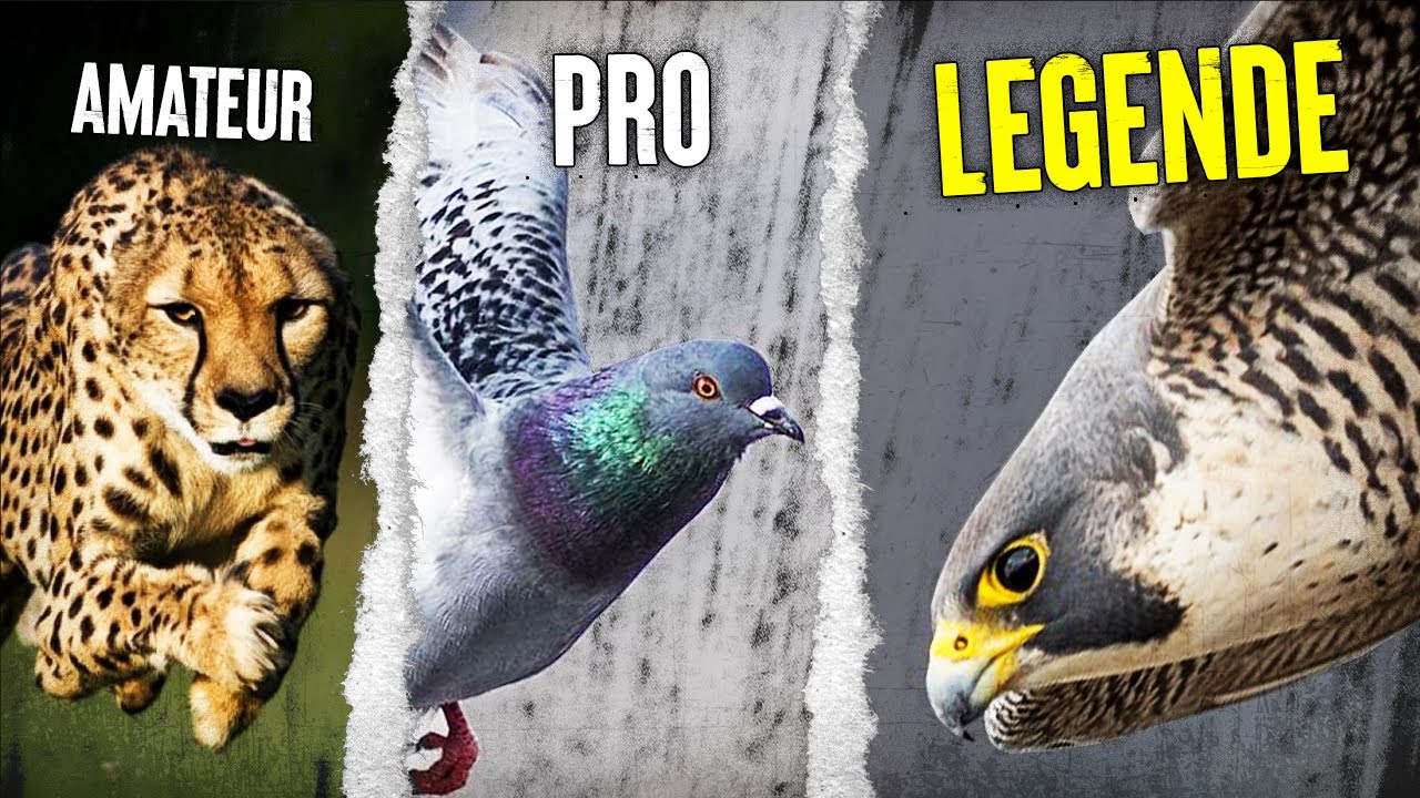 TOP 10 Des Animaux Les Plus ⚡️ Rapides Sur Terre - YouTube