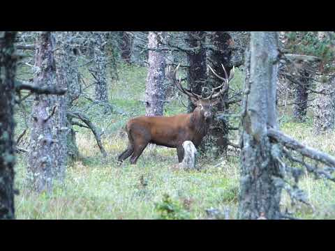 Wildlife Photographers Observe Red Deer During Mating Season in Southern France - 1518612