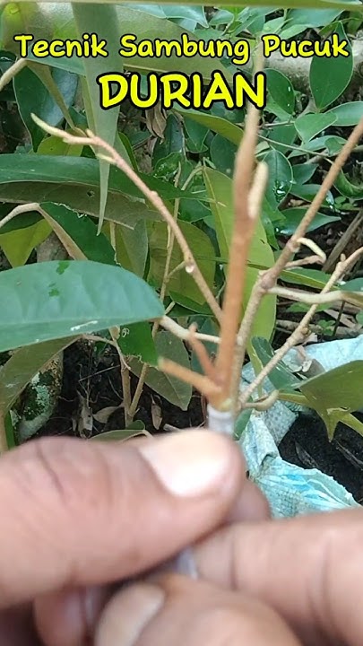 Tecnik Mudah Sambung Pucuk Durian Montong #shorts - YouTube