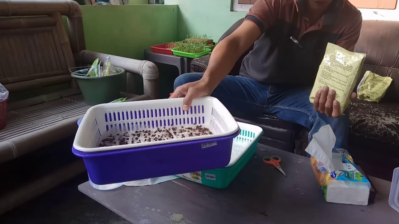 HIDROPONIK KANGKUNG DENGAN MUDAH MENGGUNAKAN WAKUL SAYUR - YouTube