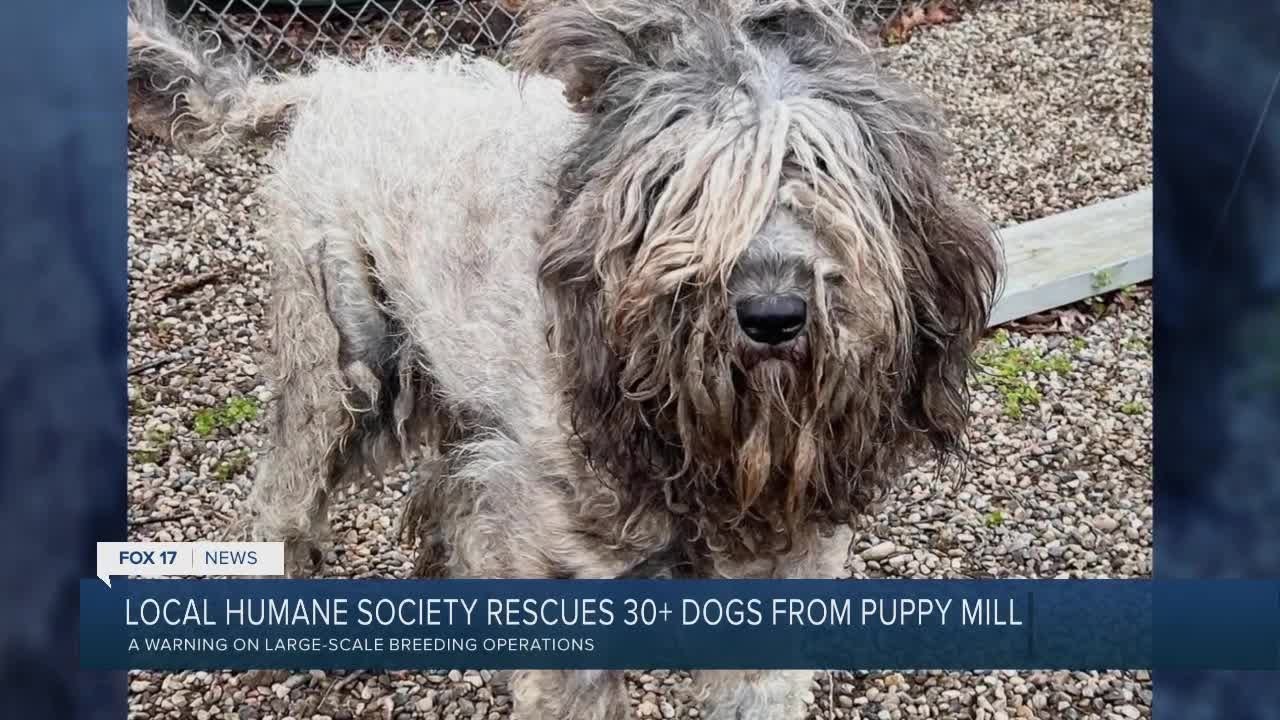 Local humane society rescues 30+ dogs from Alabama puppy mill - YouTube