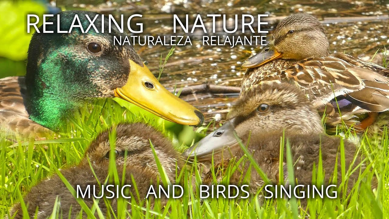 🎧 RELAXING NATURE. MALLARD DUCK WITH THEIR CHICKENS/ ANAS PLATYRHYNCHOS ...