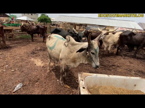 ONE OF THE BIGGEST LIVESTOCK DEALER IN BENIN CITY BUY COW GOAT SHEEP ...