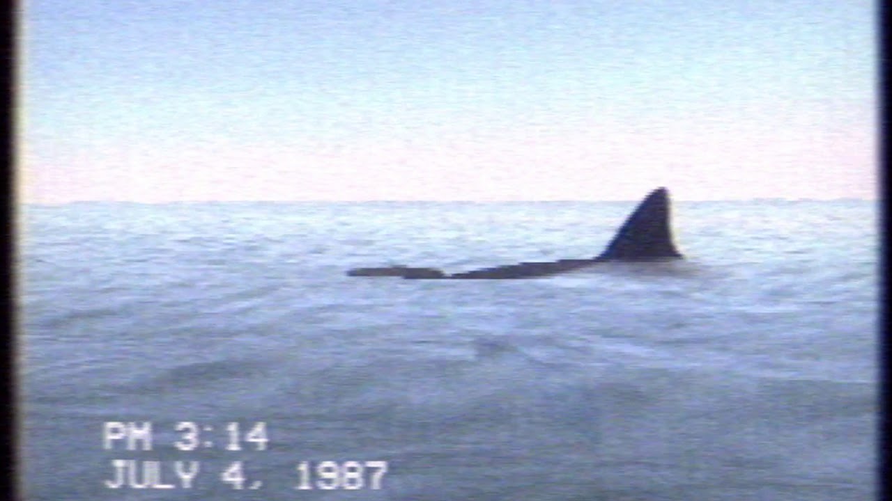 Shark stalking - YouTube