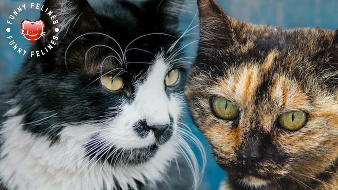 AGING AS A SENIOR CAT! ️ #cat #cats #funny #catsofyoutube #newvideos ...