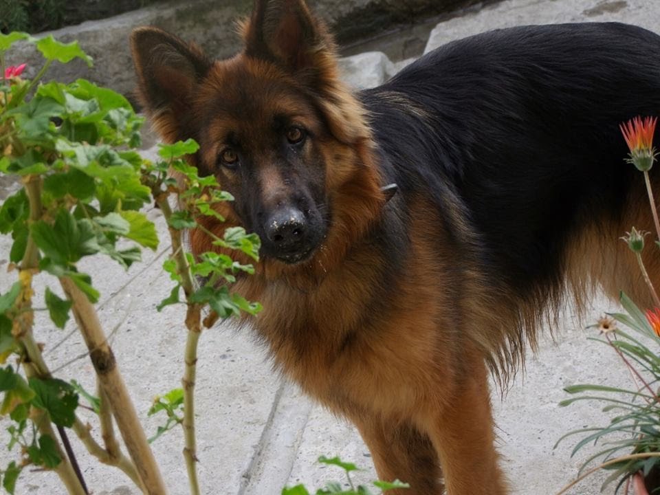Ushtrime ne bindje. REA Pastor gjerman (German Shepherd) - YouTube