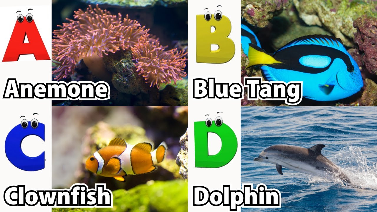 ABC phonics animals | ABC Sea Animals song | English and Animals for ...