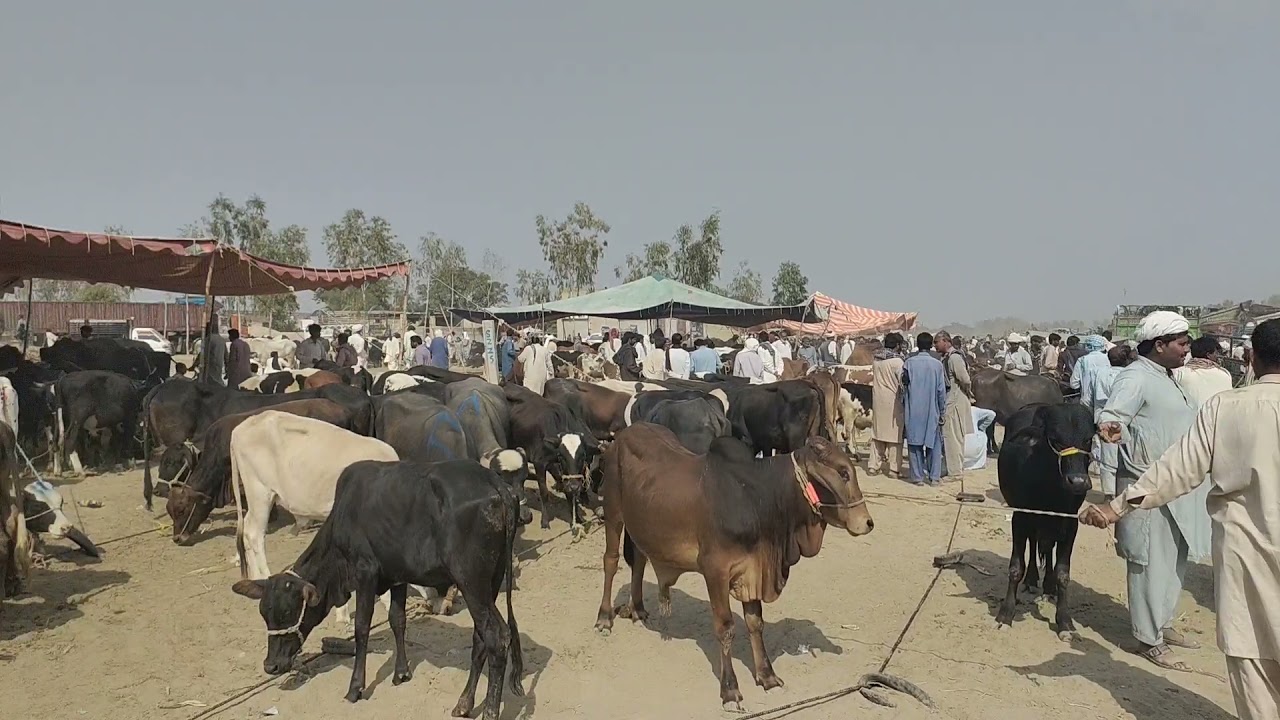 Pakistani Big Mandi | Animal Mandi - YouTube