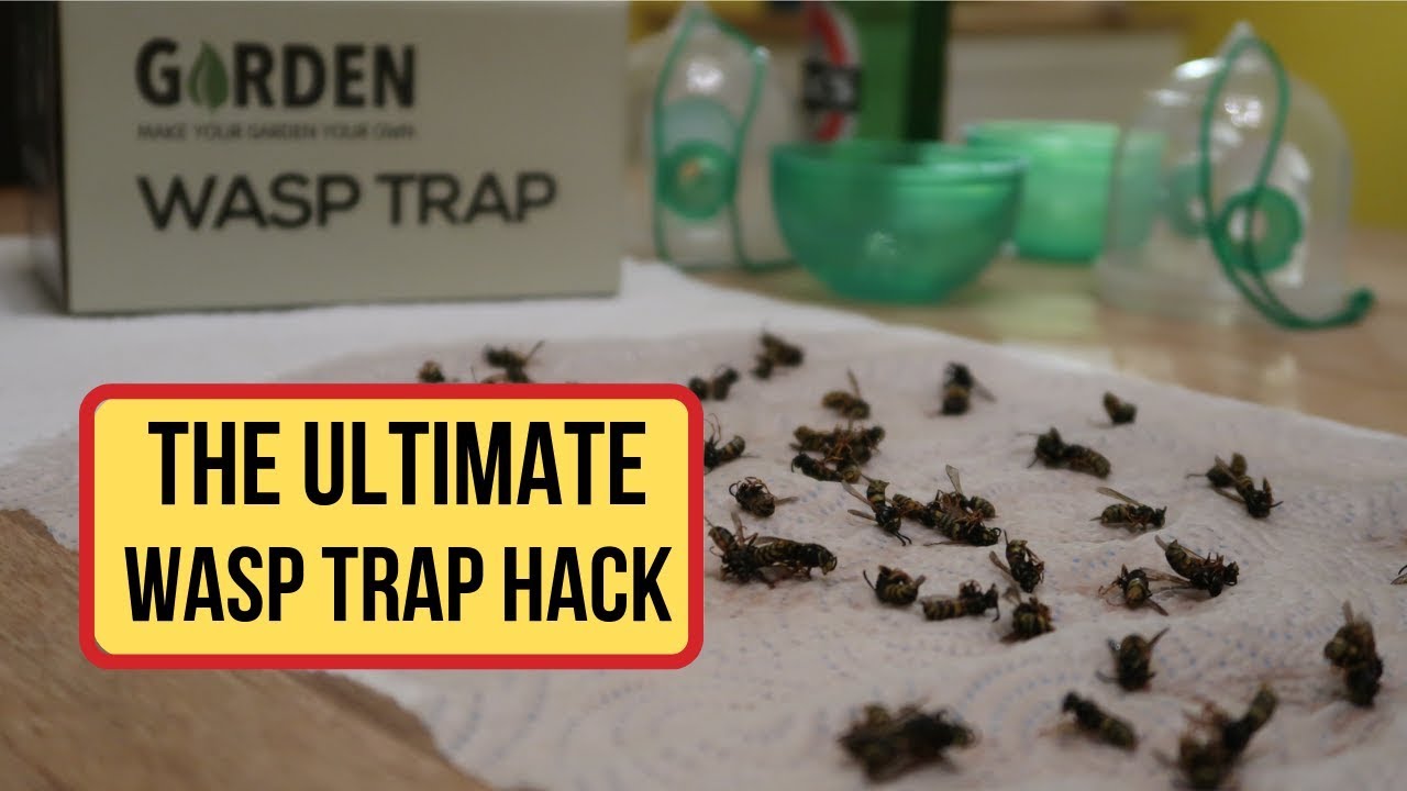 The Ultimate Low Cost Wasp Trap Tested | Catching Wasps Hack - YouTube