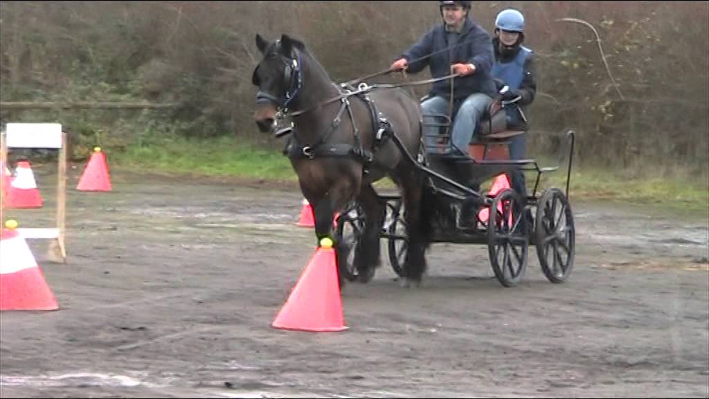 Indoor Carriage Driving Cones Merrist Wood December 2013 - YouTube