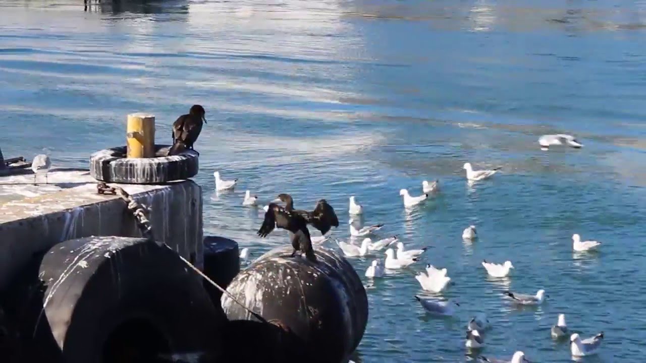 Kaap Voël: Bird to Byrd (HD Micro Documentary) - YouTube