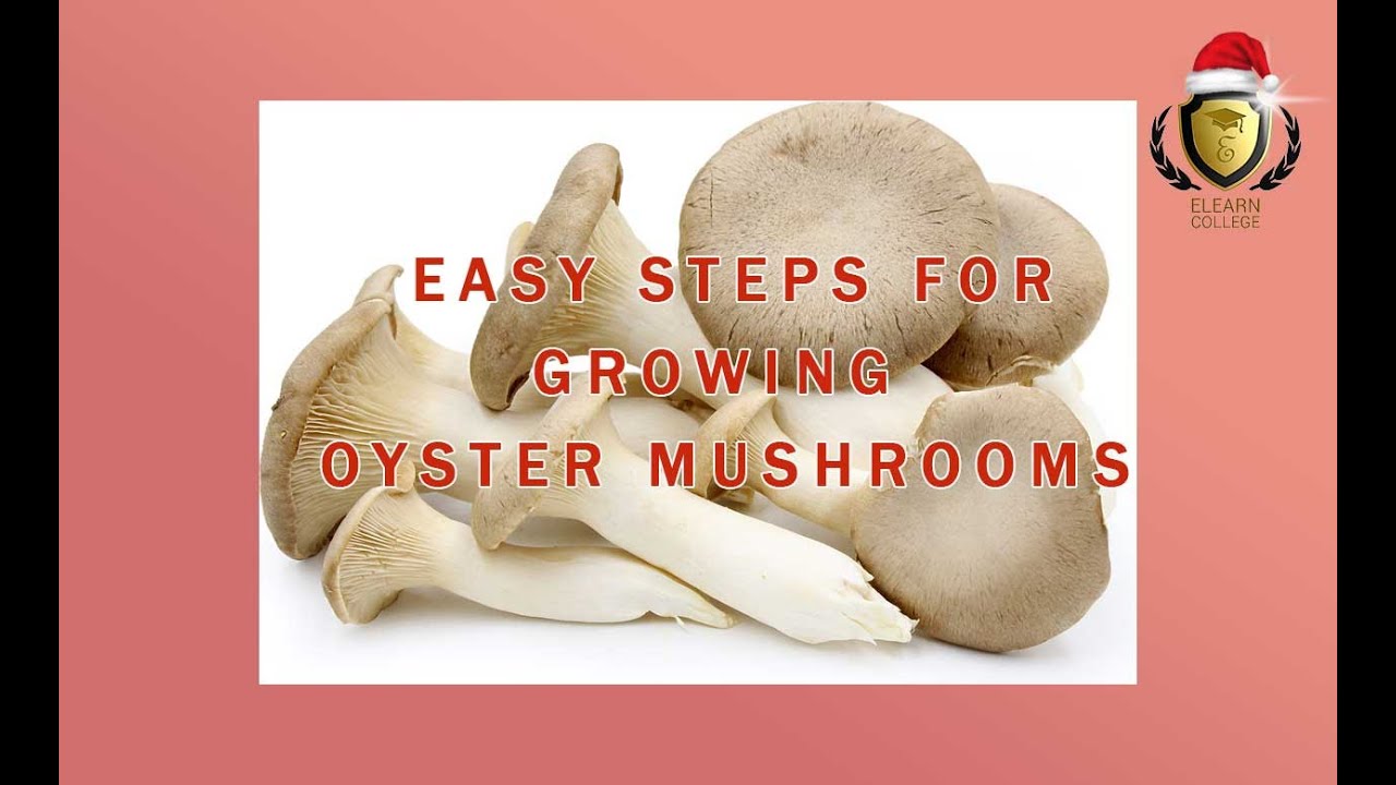 Oyster Mushroom Growing Methods. - YouTube