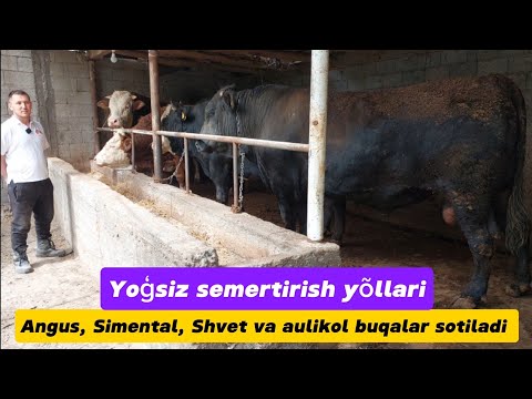 Buqa boqish sirlari va sotiladigan buqalar+99899.972.20.15+99899.365.20.15