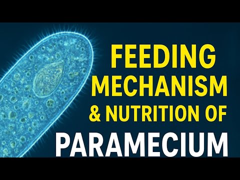 Paramecium - Nutrition || feeding mechanisms || Grade 11 - Biology ...