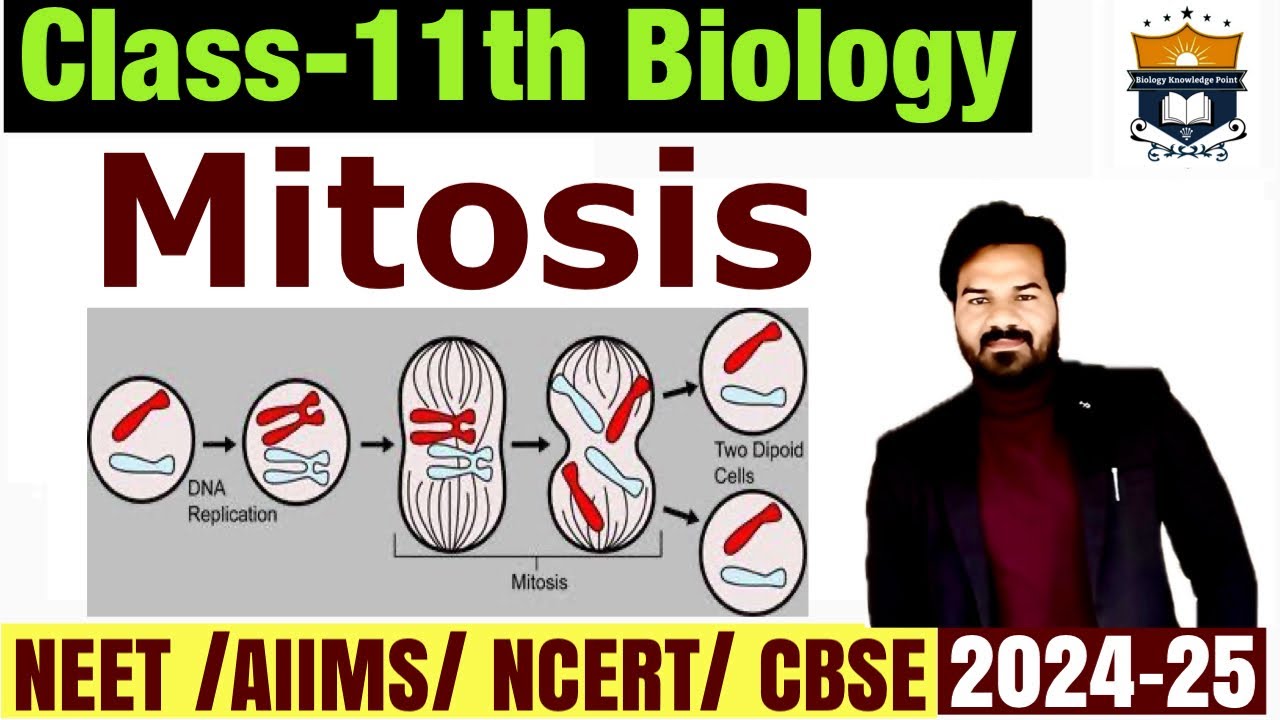 Mitosis | Cell Cycle and cell division class 11 Biology / NEET - YouTube