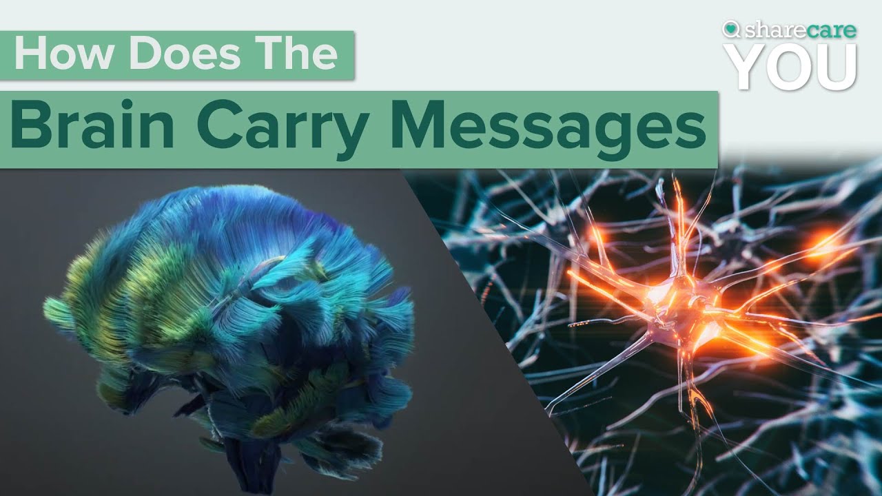 How Does the Brain Carry Messages? - YouTube