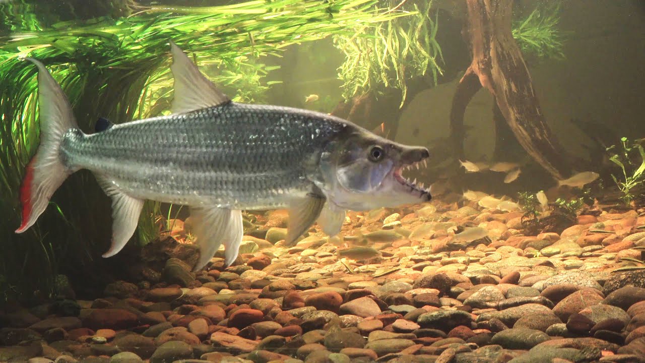 siamese algae eater eating a goliath tigerfish - YouTube