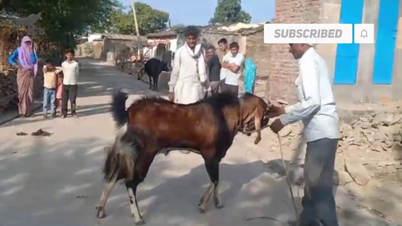 Amazing Goat (Biggest Goat) BIG BREEDER GOAT - YouTube