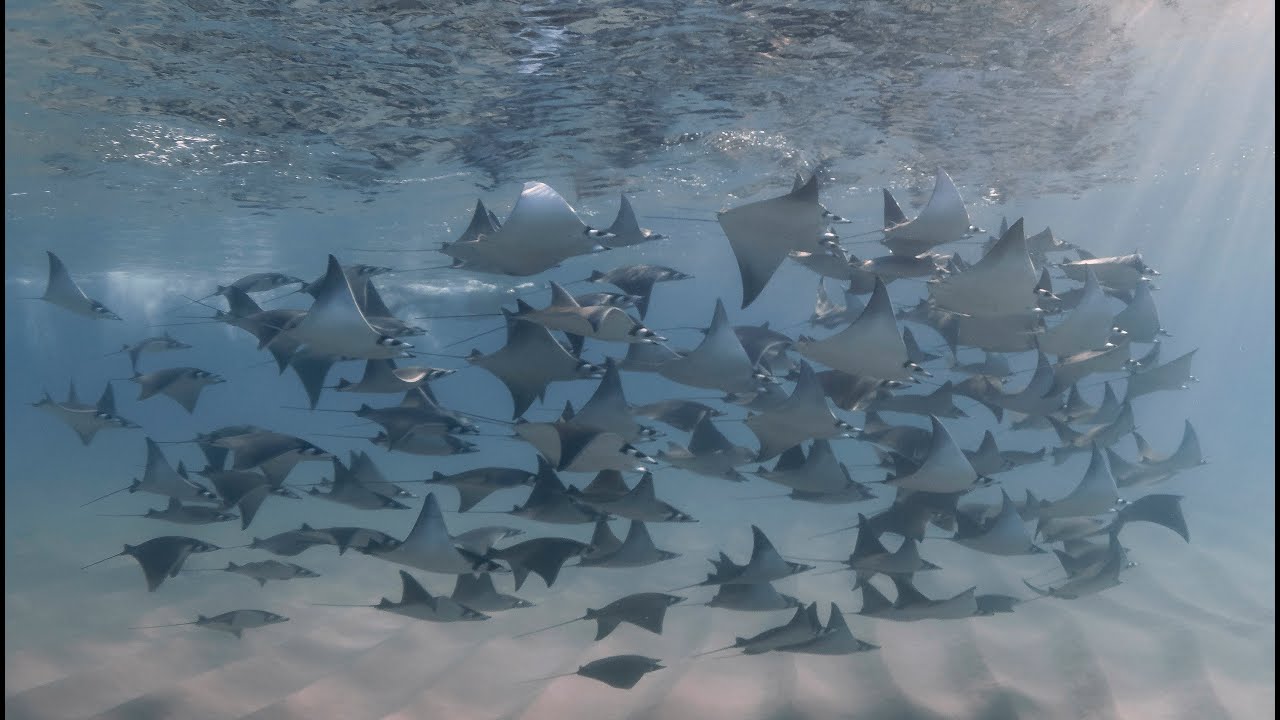 Magestic Mobula rays in - Cabo San Lucas - México. With Baja Wild ...