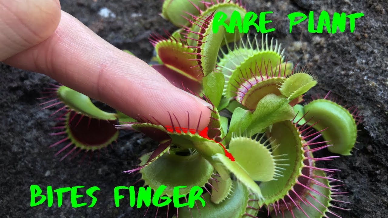 RARE PLANT BITES FINGER!!! EATS INSECTS!!! - YouTube
