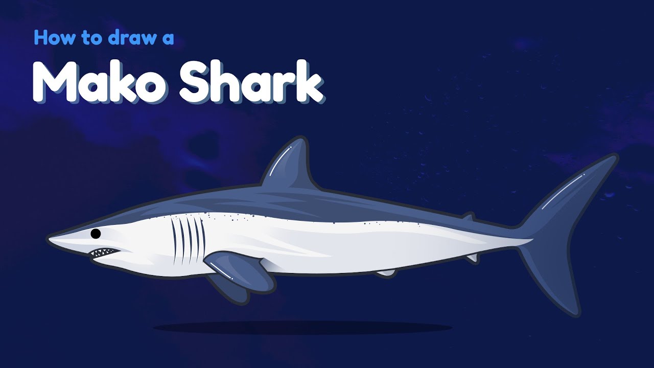 How to draw a sea animal - Mako Shark? Easy and simple drawing | Animal ...