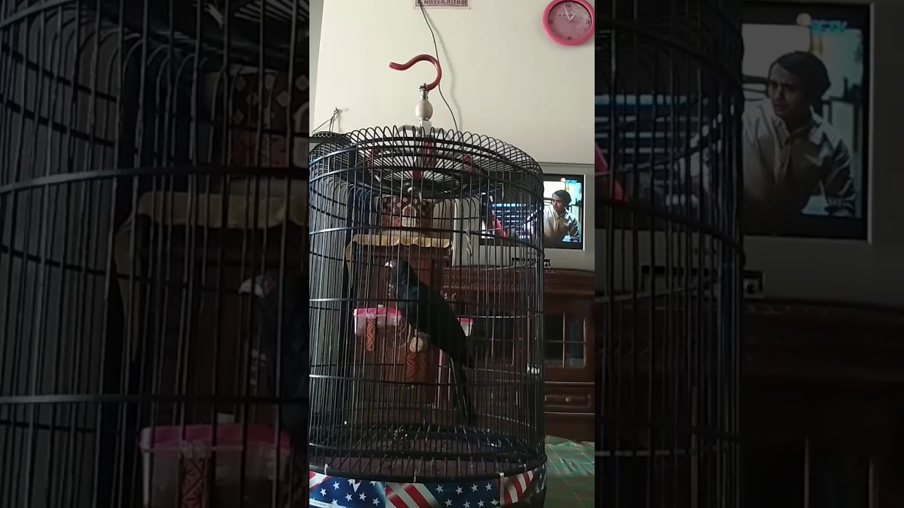 Burung Tuwu Gacor Dor (Asian Koel Male) Suara Ngebas Sekali. Waids ...