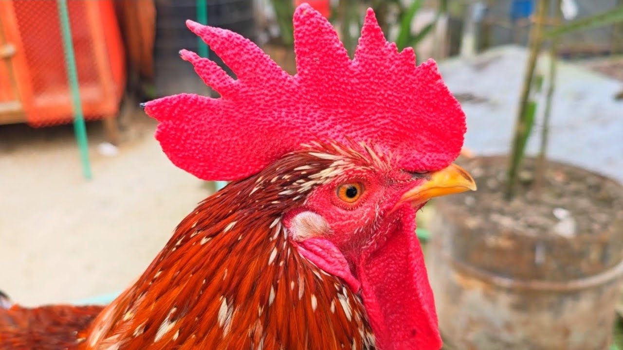 Beautiful Rooster Breeds | Rooster Sounds In The Morning | Rare Rooster ...