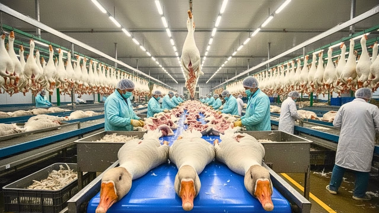 Inside the Goose & Duck Down Factory🕊️ | The Hidden Journey Behind Your ...