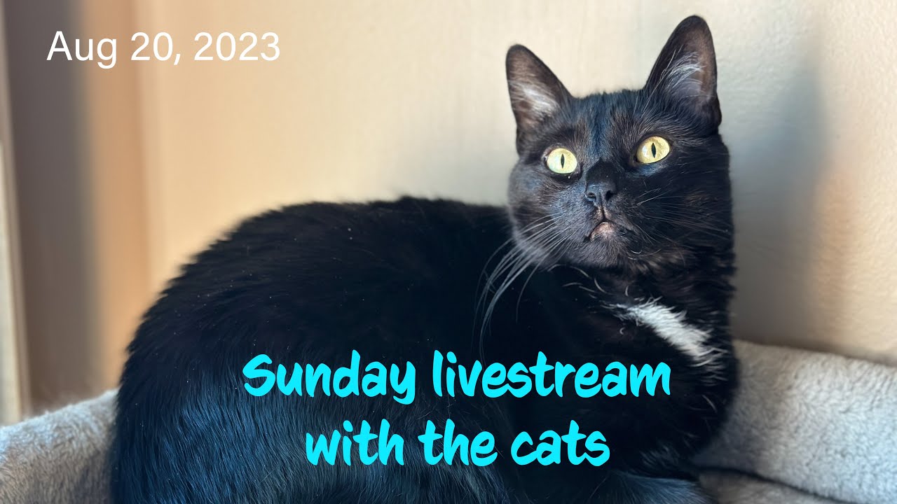 Sunday afternoon with my five cats - YouTube