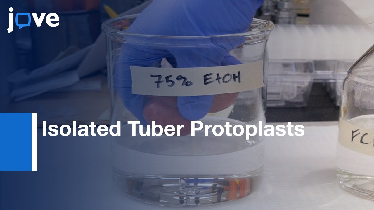Endoreduplication By Flow Cytometry Of Isolated Tuber Protoplasts l ...