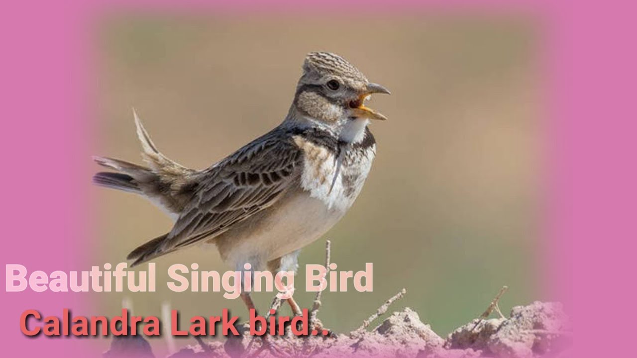 Calandra Lark bird singing Beautifully - YouTube