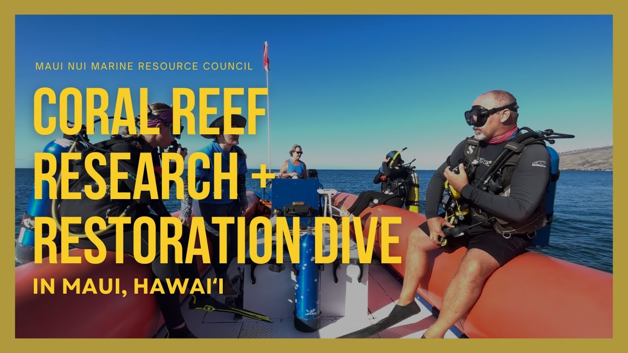 Coral Reef Research + Restoration Dive in Maui, Hawai'i - YouTube