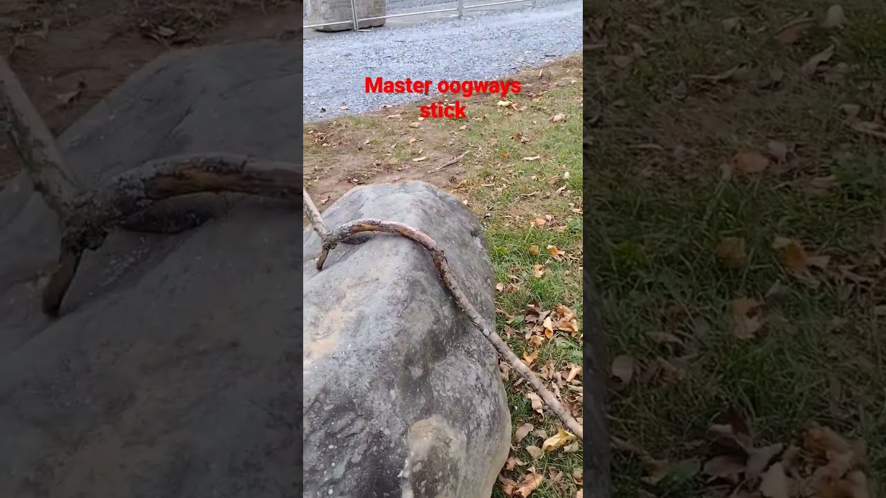 master oogway is this your doing - YouTube