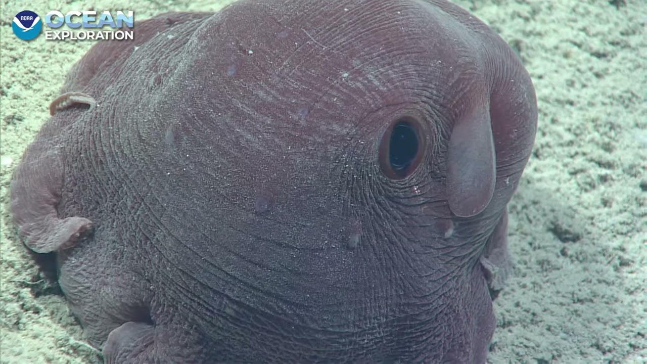 Dumbo Octo Okeanos 8 November 2021 - YouTube